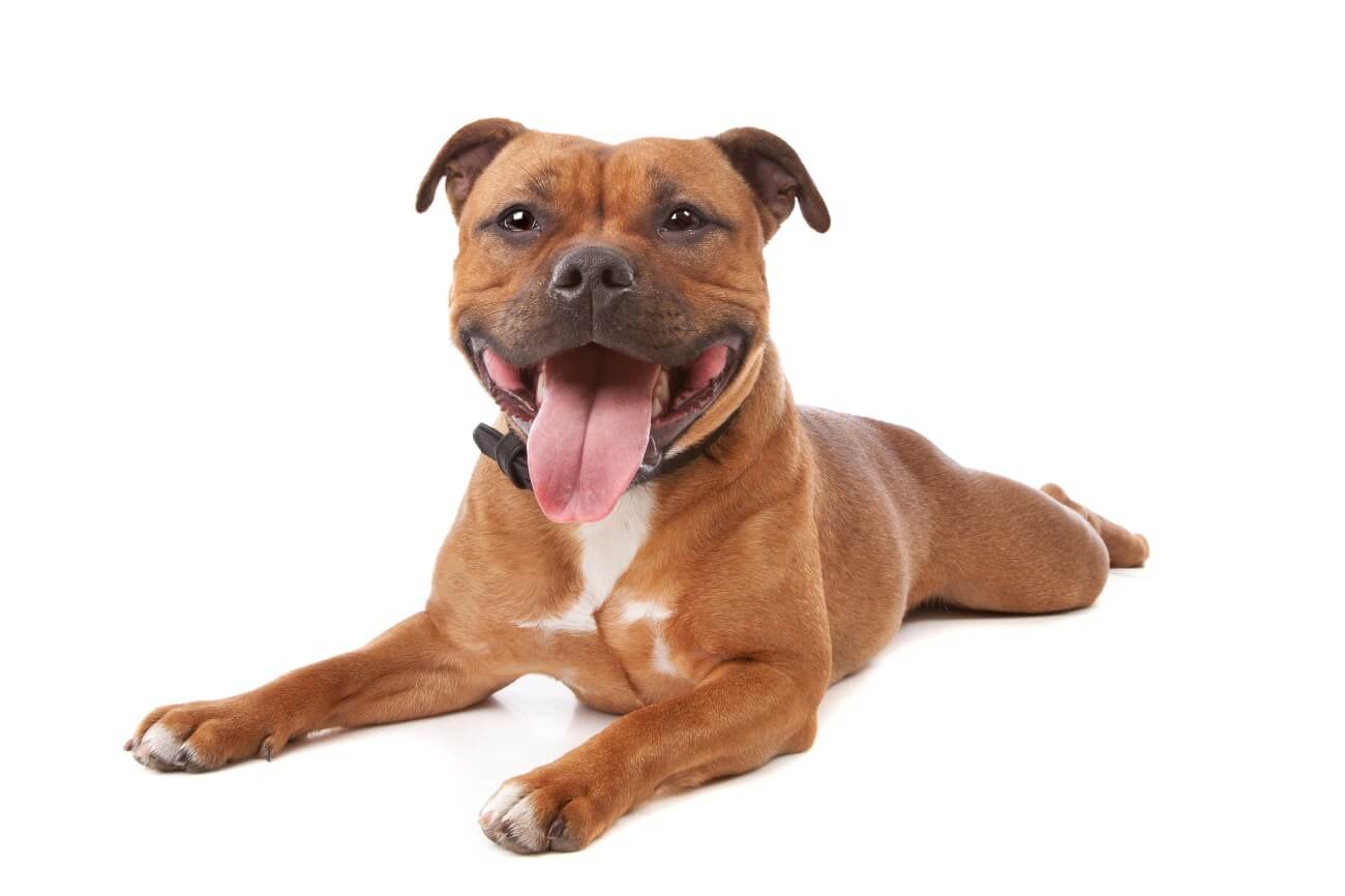 Staffordshire bull terrier – opis rasy psów, hodowla staffika | Klub ...